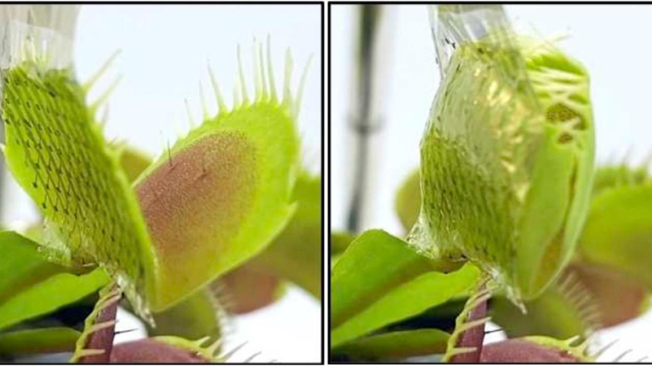 The Neuroscience of Venus Flytraps | Columbia Neurology