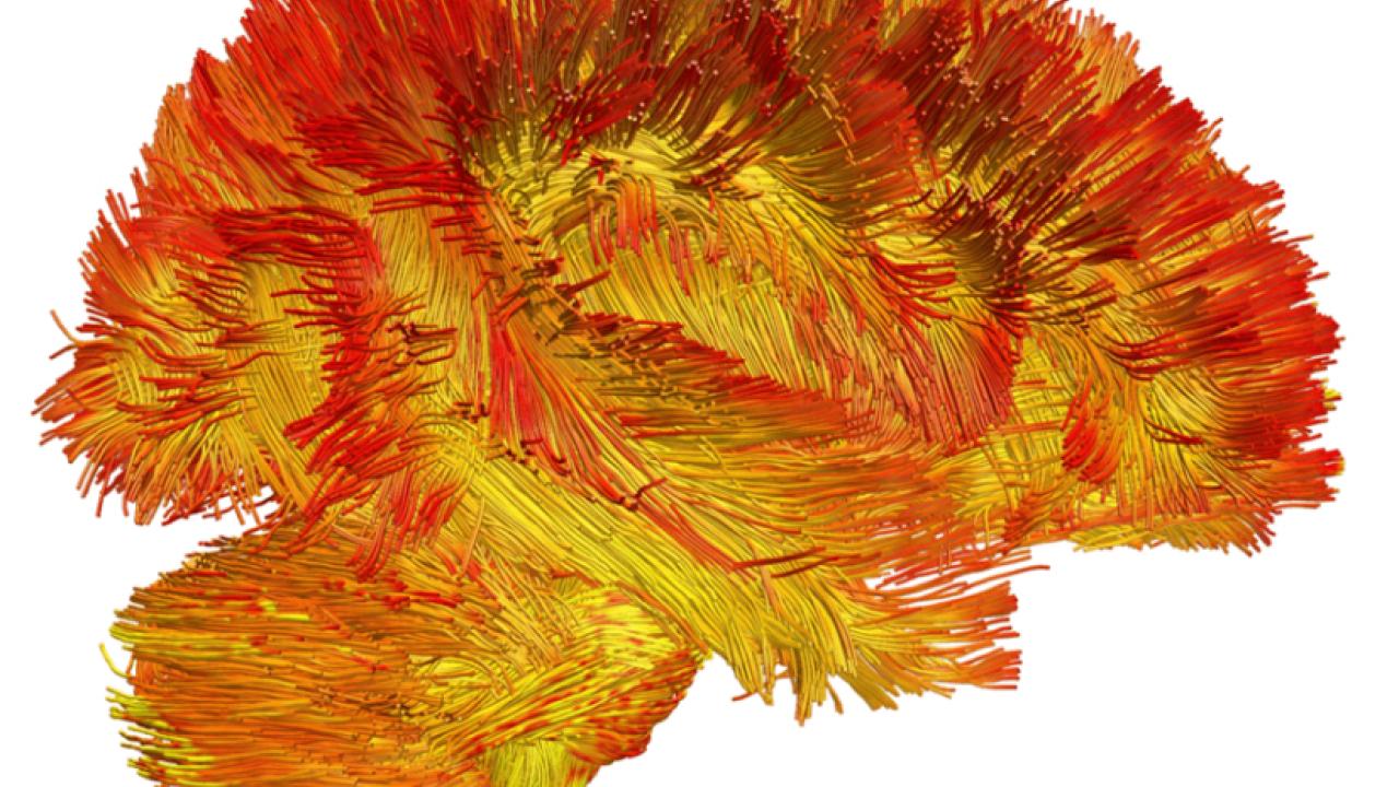 Atlas of Brain’s Mitochondria Reveals High Cognition Areas Supplied ...